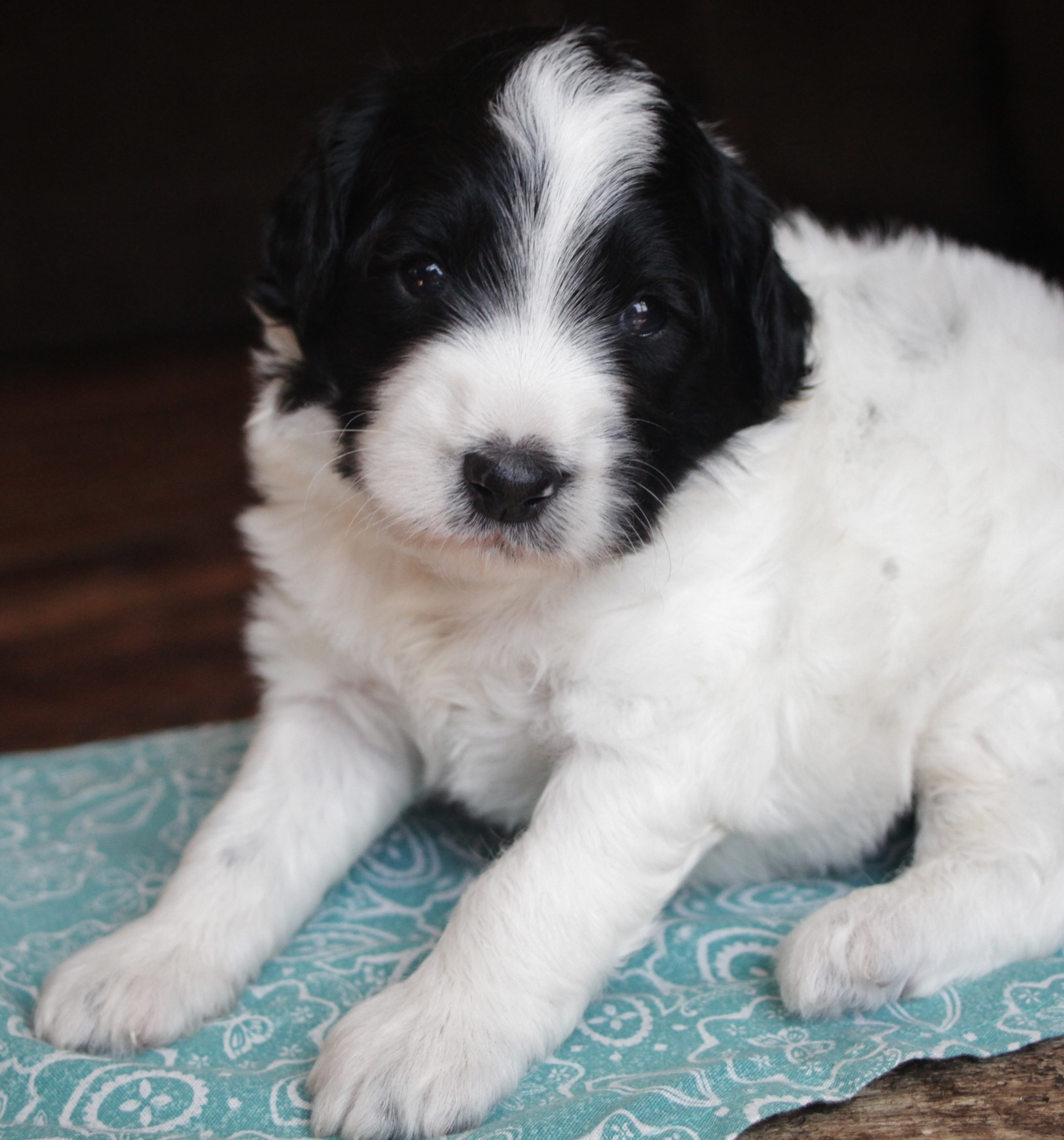 Available Puppies – Three Branch Ranch